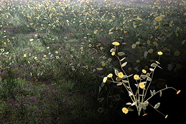 realistic-meadow-assets-yellow-flowers-01-368